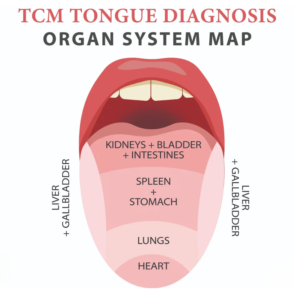 Tongue Diagnostics Chart